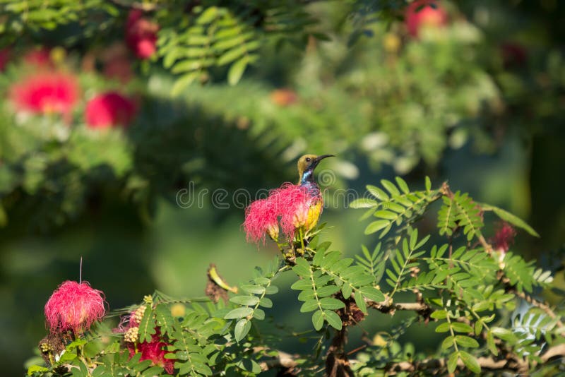 Small Bord on Pink Flower Powder Puff or Head Powder Puff Stock Photo ...