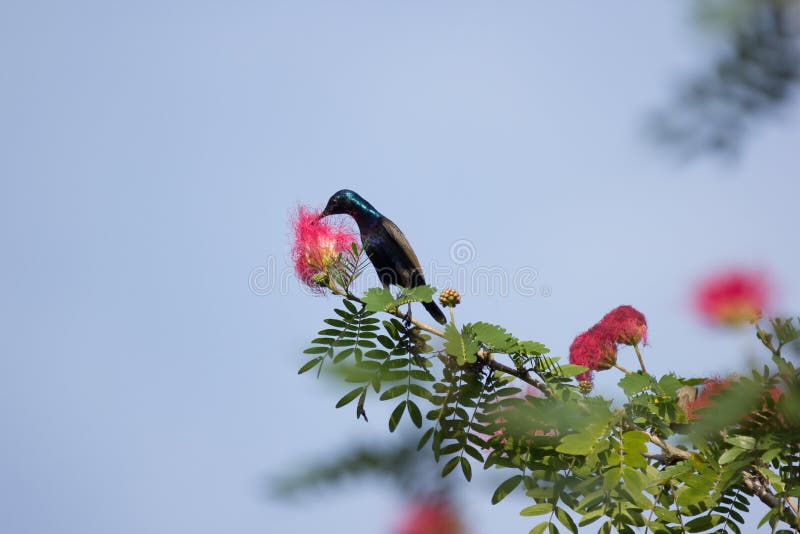 Small Bord on Pink Flower Powder Puff or Head Powder Puff Stock Image ...