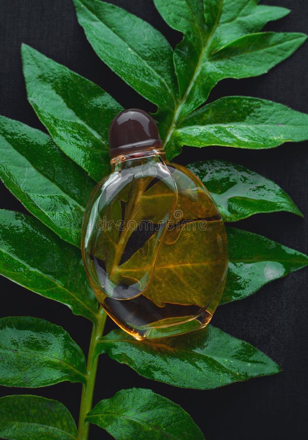 Perfume with green leaves stock image. Image of black - 88560723