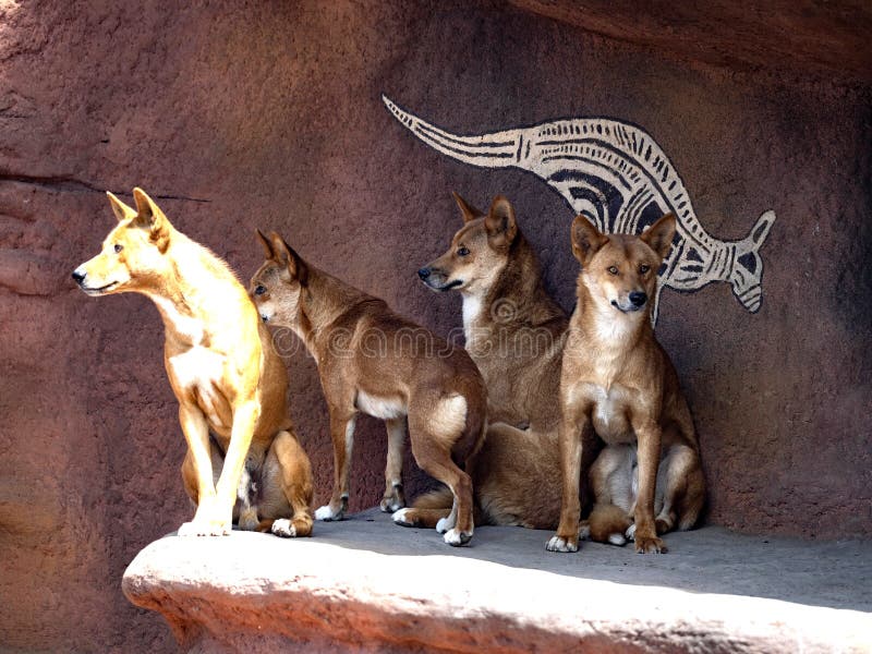 Small Bottom Dingo, Canis Dingo, in Front of Caves with Indigenous ...