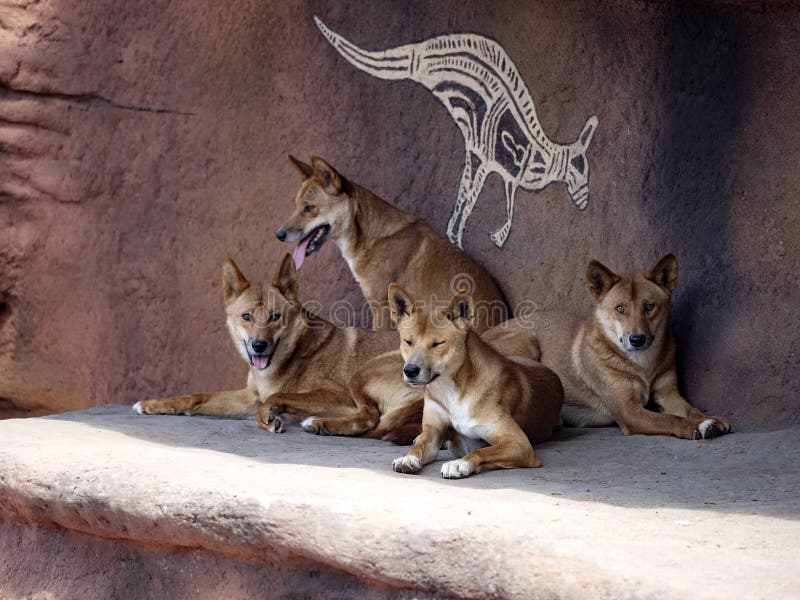 Small Bottom Dingo, Canis Dingo, in Front of Caves with Indigenous ...