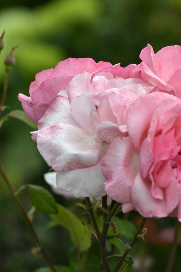 Small bouquet of roses stock photo. Image of rose, leaf - 99070430