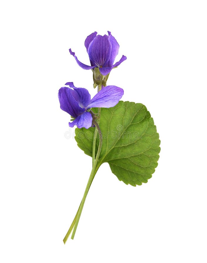 Small Bouquet of Violet Flowers and Leaf Isolated Stock Photo - Image ...