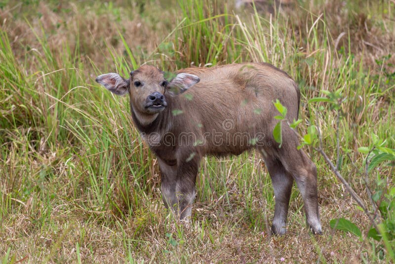 Small bovine in the wild stock image. Image of brown - 153764349