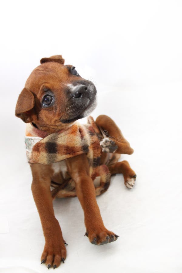 Small Boxer Puppy Scratching Stock Photo - Image of irritation, brown ...