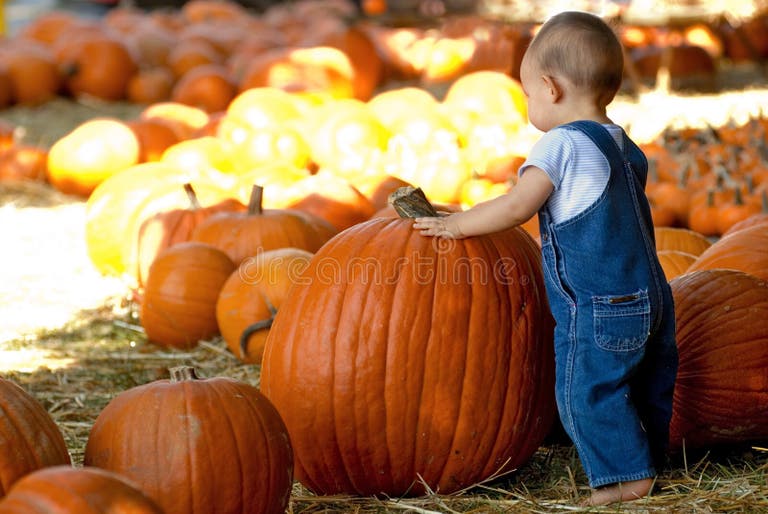 49,312 Pumpkin Festival Weste Stock Photos - Free & Royalty-Free Stock ...