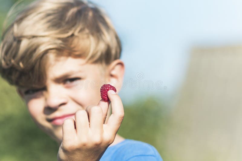 Small Boy Holds Raspberry His Hands Stock Photos - Free & Royalty-Free ...