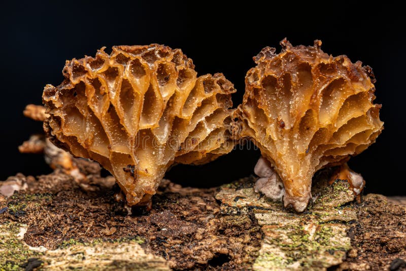 Small Bracket Fungi stock photo. Image of neofavolus - 264275710