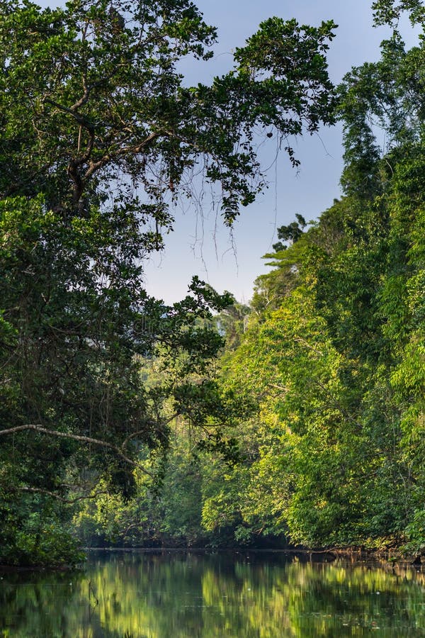 Small Branch of Daintree River in Rainforest, Queensland, Australia ...