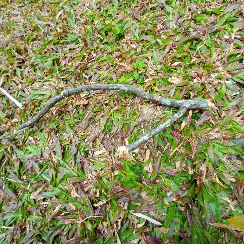 Small Branch Fall Over the Grass Stock Image - Image of small, branch ...