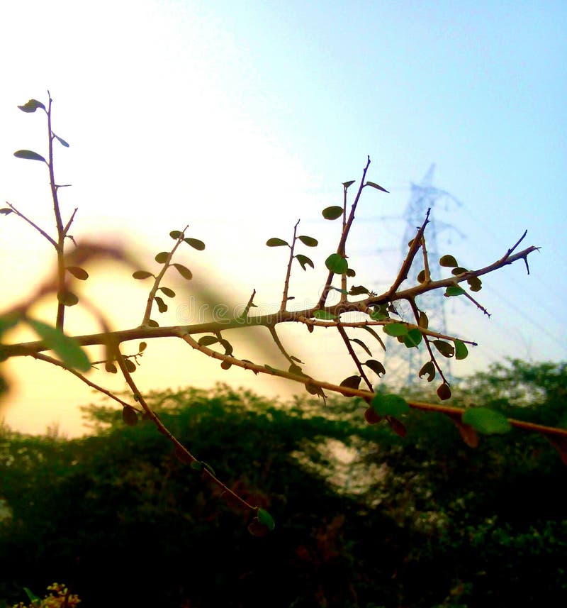 Small Branch with Focus Behind the Tower Stock Photo - Image of tower ...