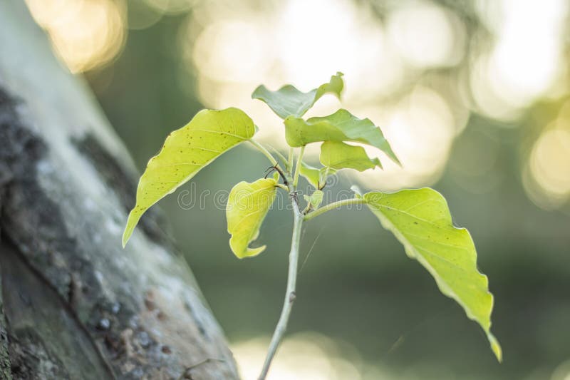 A Small Branch of a Free Has Come Out and Some Leaves Have Caught on ...