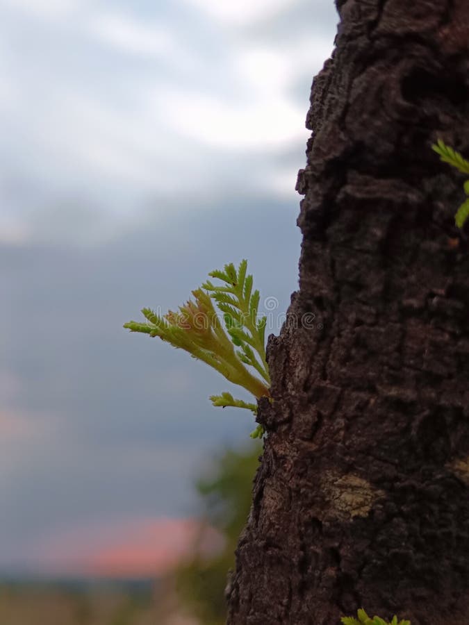 A Small Branch is Growing from Side of Tree Stock Photo - Image of side ...