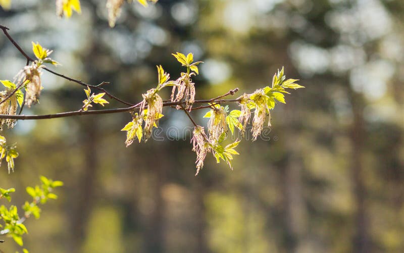 The Small Branch with Leaves Stock Photo - Image of leaf, growth: 89294152