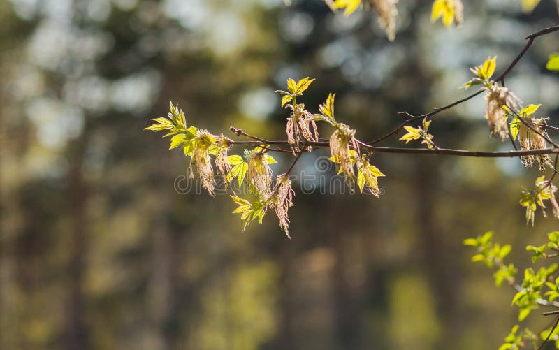The Small Branch with Leaves Stock Image - Image of beautiful, growth ...