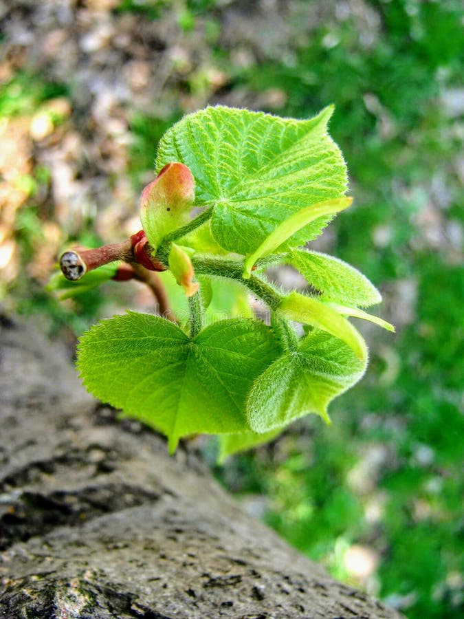 Small Branch with Leaves in the Tree Stock Photo - Image of leaves ...