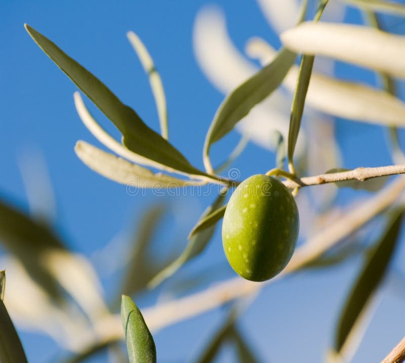 Small Branch One Olive S Fruit Stock Image - Image of seasonal, tree ...