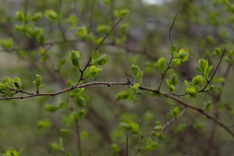 A Small Branch of a Shrub with Small Leaves in the Garden Stock Photo ...