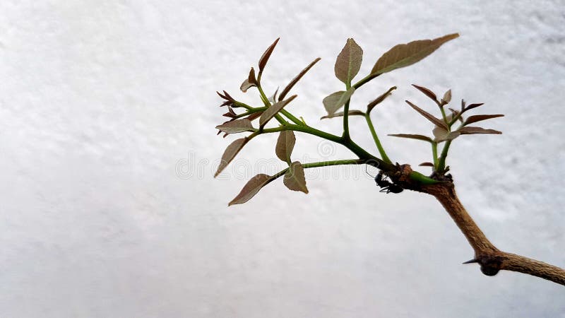 Small Branch of Tree Growing Stock Photo - Image of tropical, plants ...