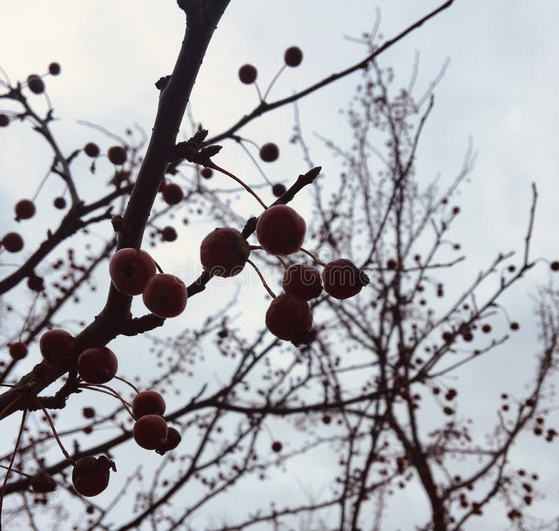 Sprig of Red Berries stock photo. Image of branch, sprig - 204140716