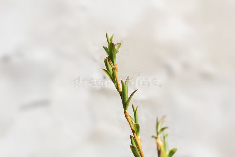 Small Branch on White Wall Texture Stock Photo - Image of leaf, leaves ...