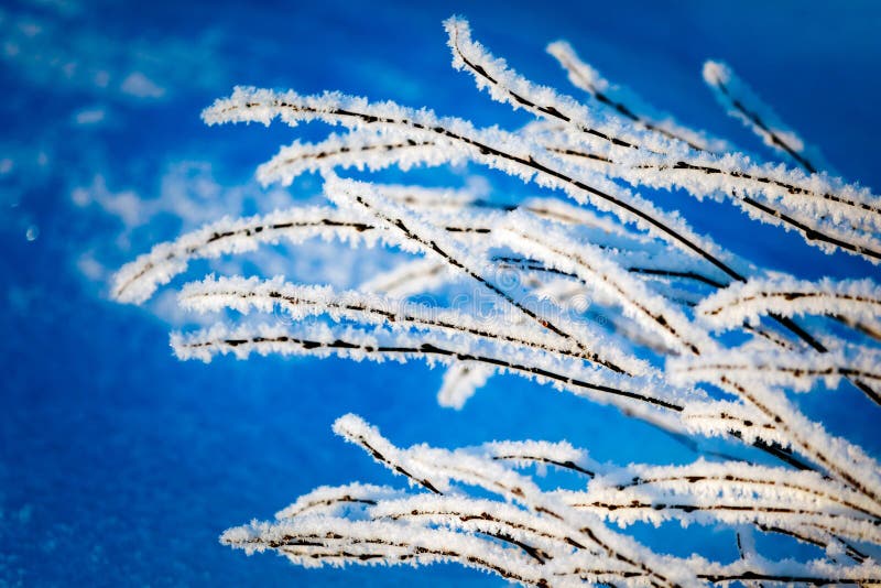 Small Branches Covered in Soft Snow Stock Photo - Image of january ...
