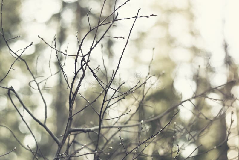 Small Branches with Raindrops and Beautiful Lights and Colors. Spring ...