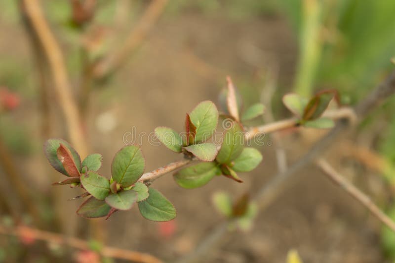 Small Branches of a Tree with Young Leaves in the Evening in the Garden ...
