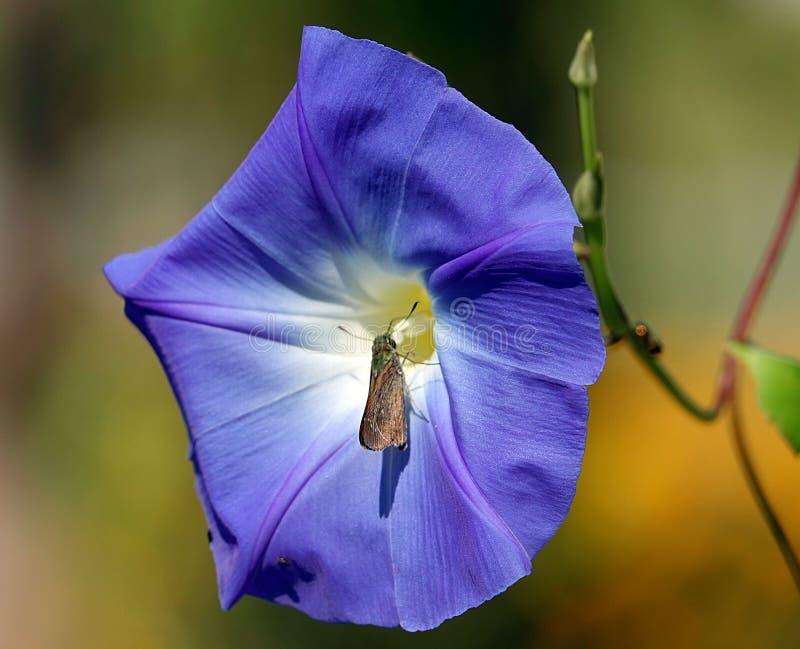 Small Branded Swift on a Blue Flower Stock Photo - Image of background ...