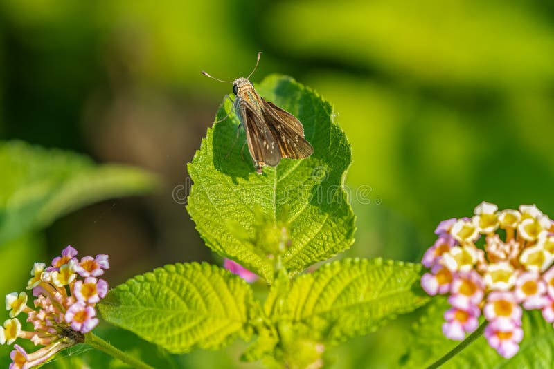 Small Branded Swift on a Flower Stock Image - Image of garden, wildlife ...