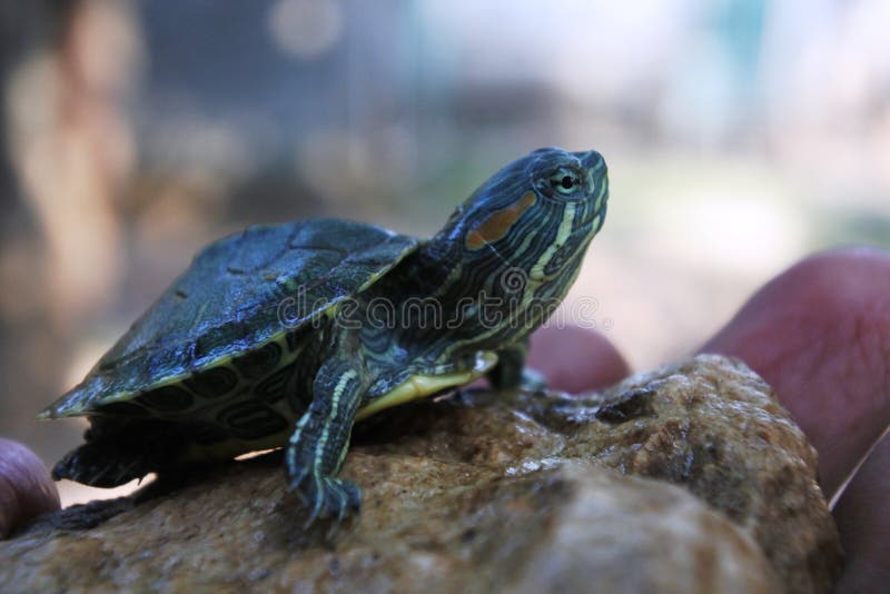 Brazilian tortoise stock image. Image of expression, lighting - 9849365