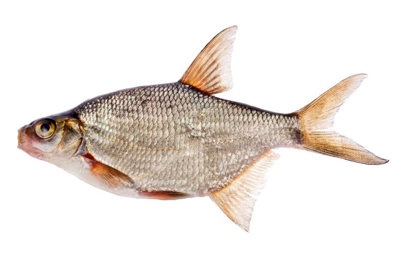 Small Bream Isolated on White Stock Photo - Image of scale, white: 58843262