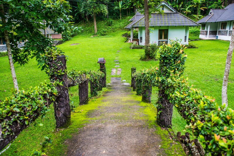 Small bridge in forest stock photo. Image of jungle - 218120640