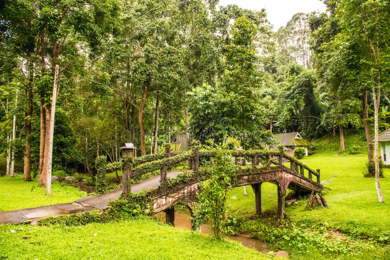 Small bridge in forest stock image. Image of crossing - 98220657