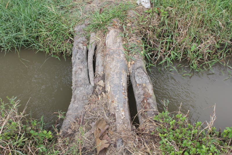 Small Bridge Made from Tree Stock Photo - Image of small, tree: 254846984