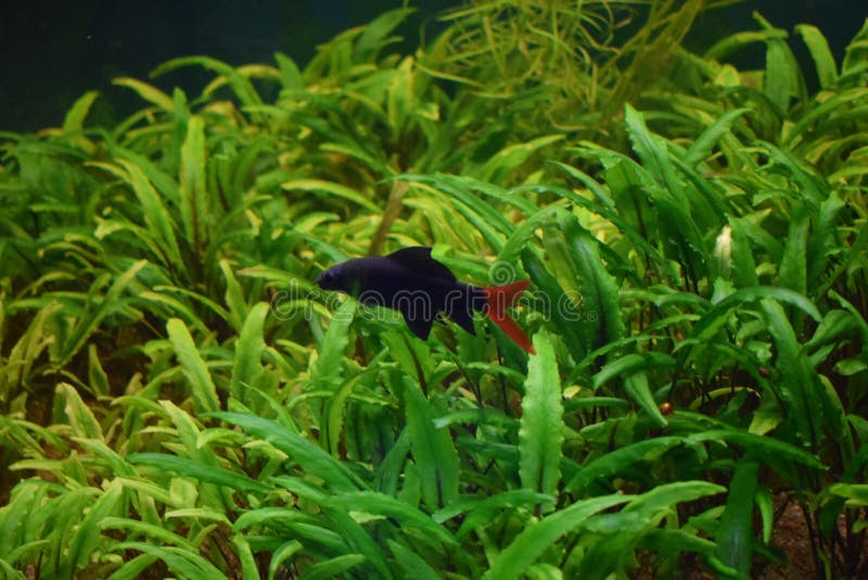 Small Bright Fish in Pure Water Swim Under Water Stock Image - Image of ...