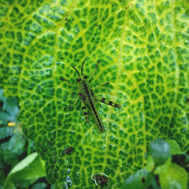 A Small, Bright Green Grasshopper with Distinctive Black Stripes ...