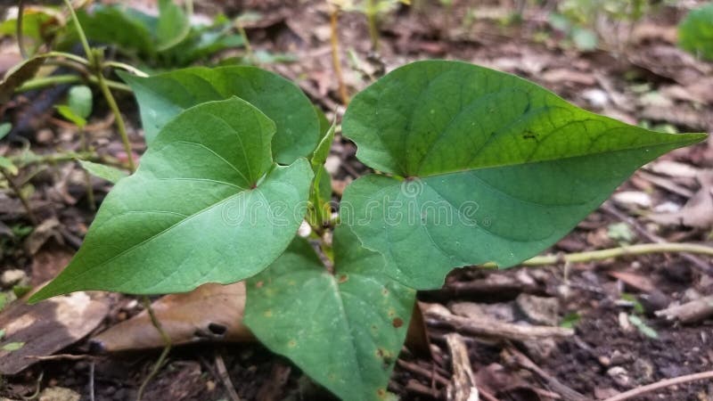Small Bright Lumbu Leaves with Blur Background Stock Photo - Image of ...