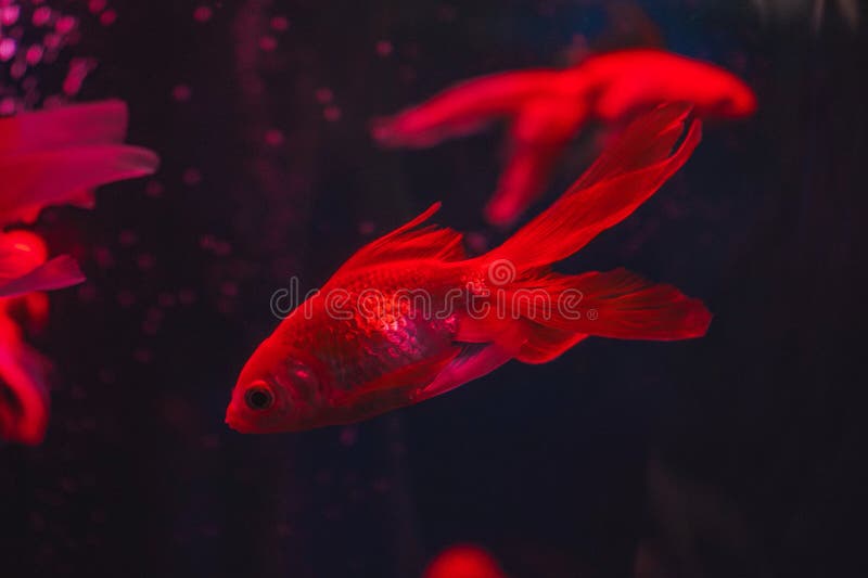 Small, Bright Red Fish Move Gracefully in the Aquarium, Surrounded by ...