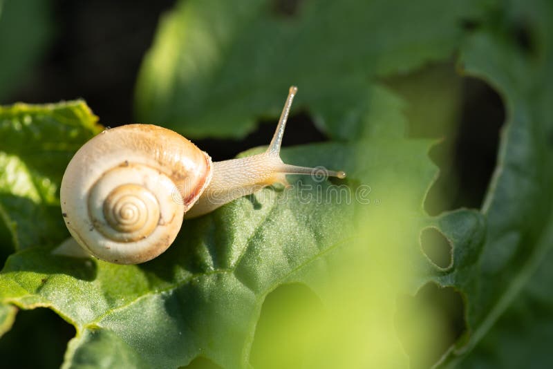 Small Bright Snail on a Leaf Stock Image - Image of grass, snail: 250480517