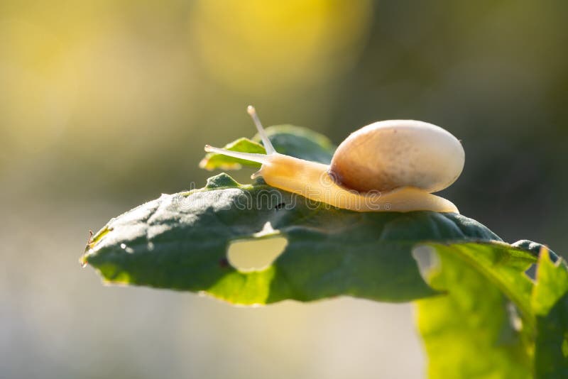 Small Bright Snail on a Leaf Stock Photo - Image of outdoors, macro ...