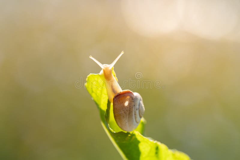 Small Bright Snail on a Leaf Stock Image - Image of snail, small: 250480543