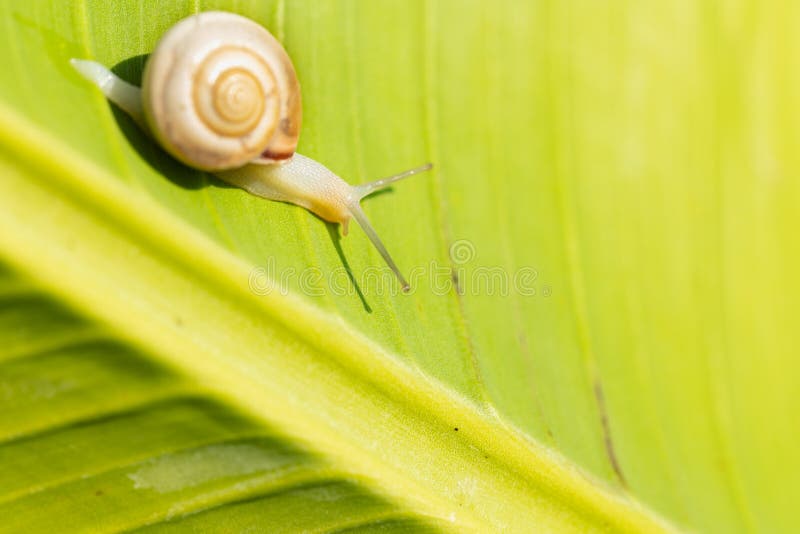 Small Bright Snail on a Leaf Stock Image - Image of animal, season ...