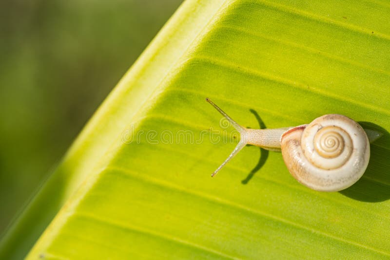 Small Bright Snail on a Leaf Stock Photo - Image of leaf, cute: 250480566
