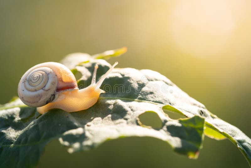 Small Bright Snail on a Leaf Stock Photo - Image of macro, mollusk ...