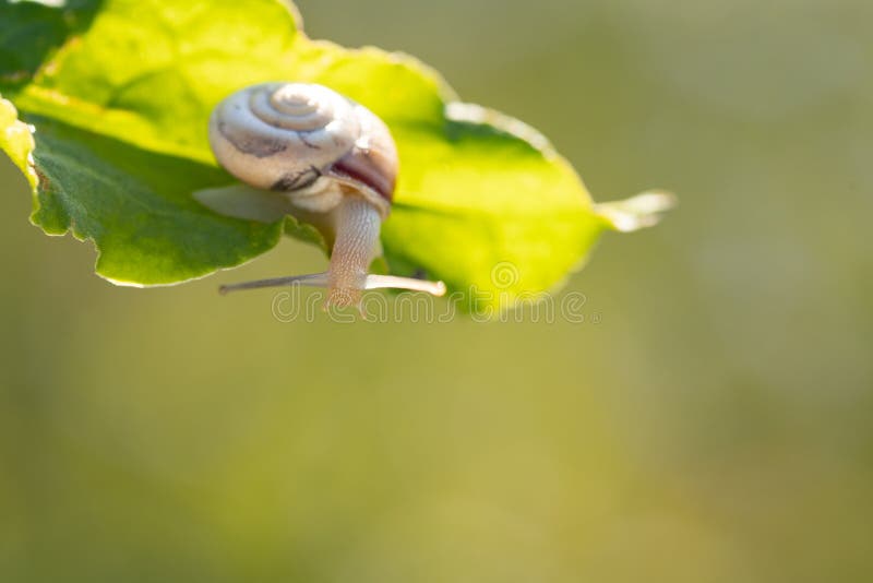 Small Bright Snail on a Leaf Stock Photo - Image of mollusk, brown ...