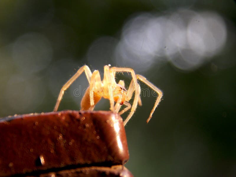 Small Bright Spider on a Metal Fence Stock Photo - Image of nature ...