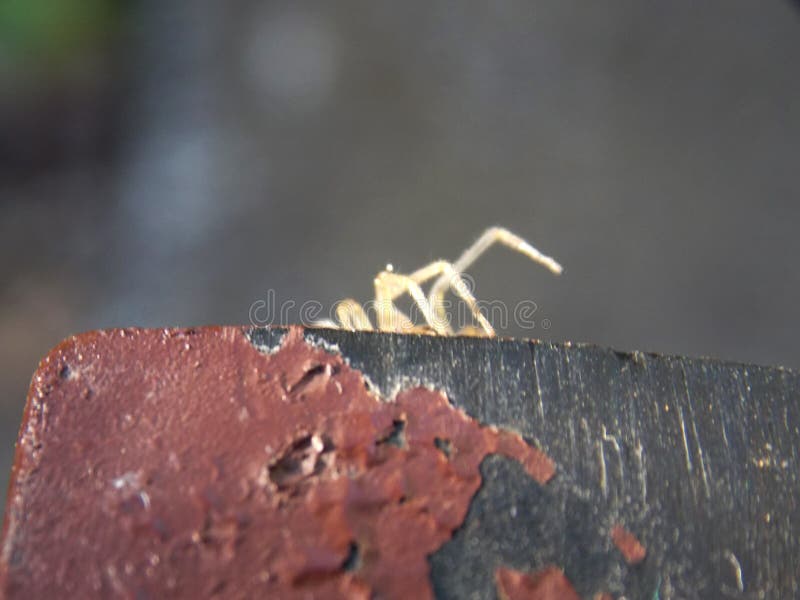 Small Bright Spider on a Metal Fence Stock Image - Image of lags ...