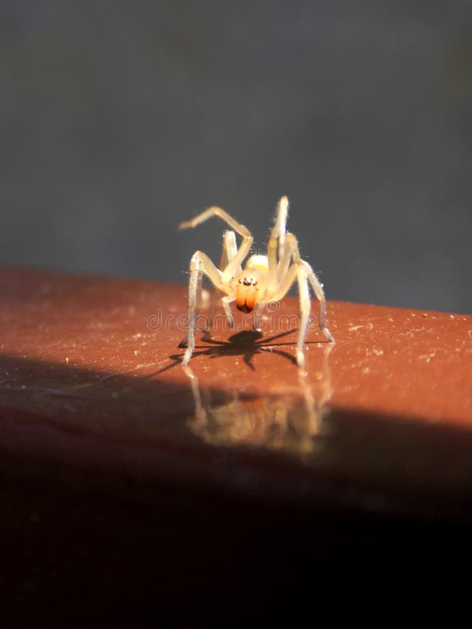 Small Bright Spider on a Metal Fence Stock Photo - Image of metal ...