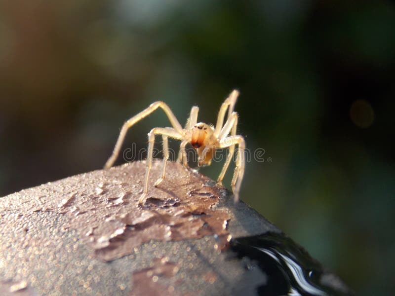 Small Bright Spider on a Metal Fence Stock Image - Image of insect ...
